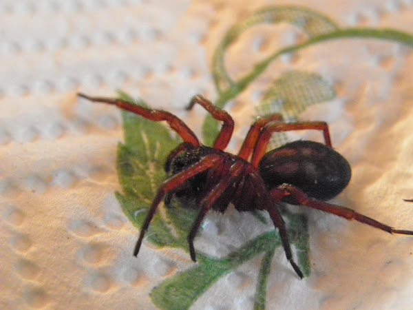 Hacklemesh Weaver | Project Noah