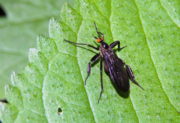Long-tailed Dance Fly | Project Noah