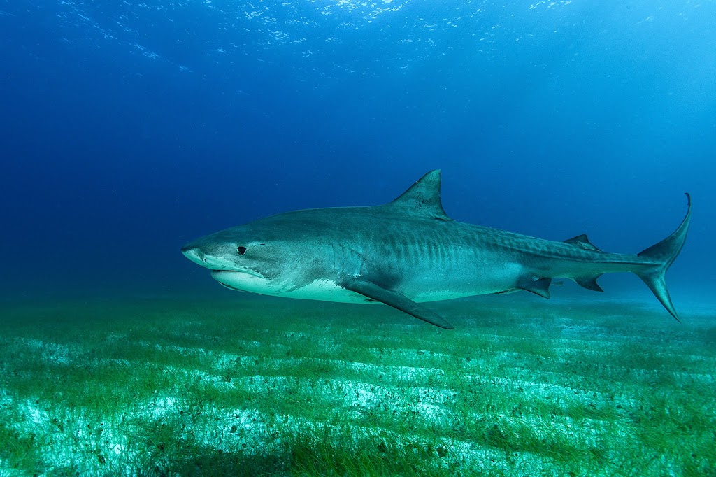 Ernst Koschier Diving Pictures - Gallery - Tiger Tales