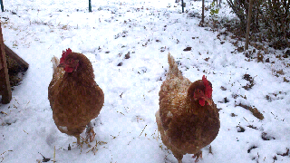 Anne and Brandon's Blog: Hawk vs Chicken