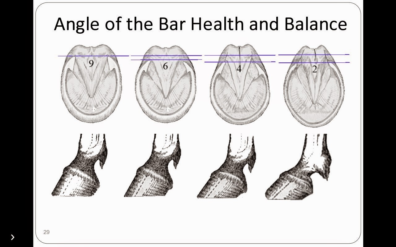 The Perfect Hoof: Spectrum of Usability