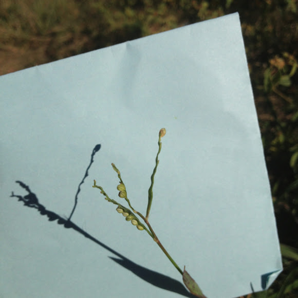 Longtom | Project Noah