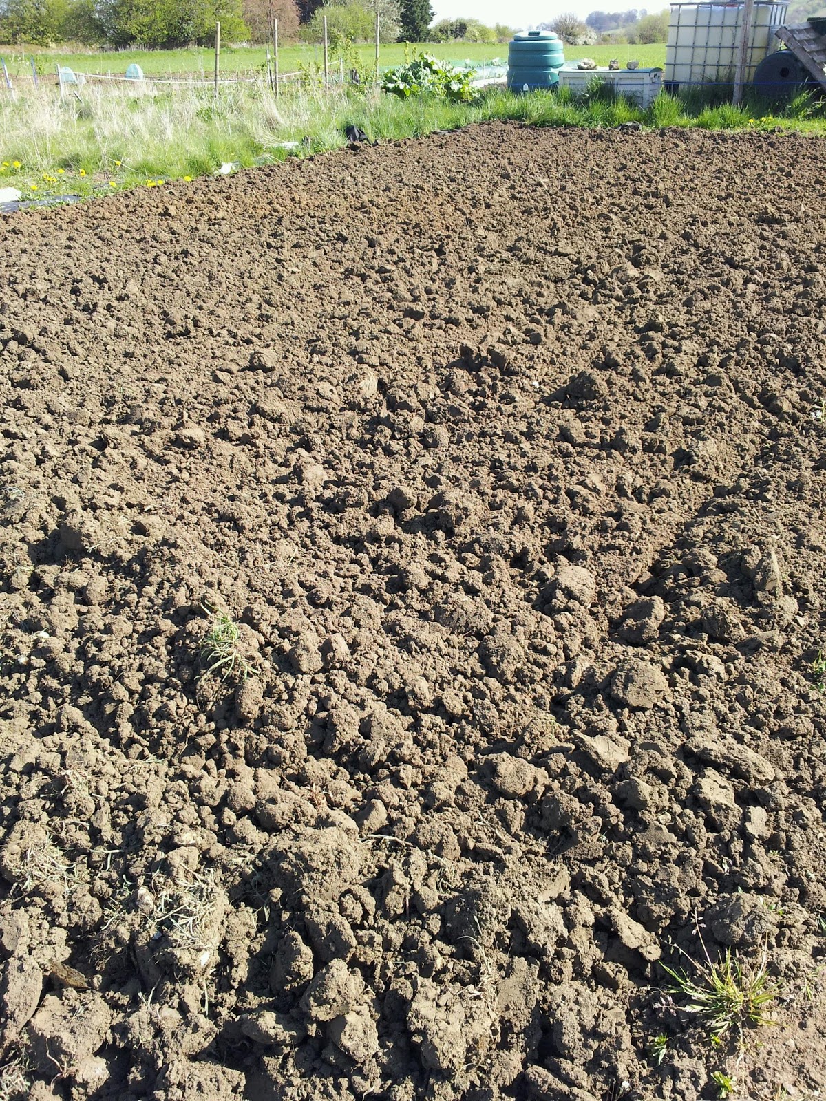 The shallotment: Rotavated