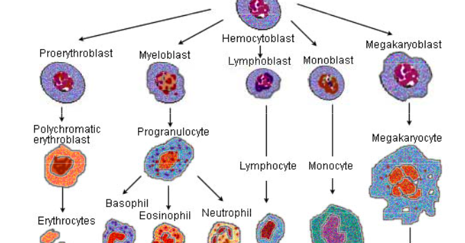 Multiple Choice Questions on Haematopoietic System ~ MCQ Biology ...