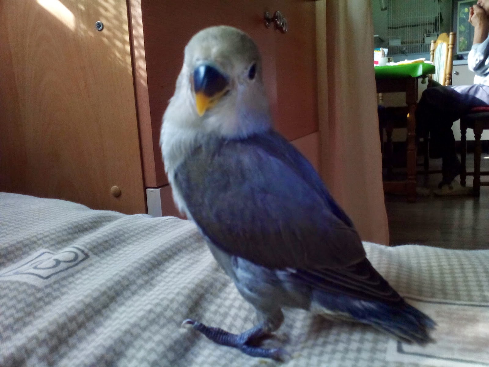 pitome papige: PITOMI AGAPORNISI