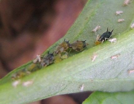 farmsia: Aphids In Chilli Leaves