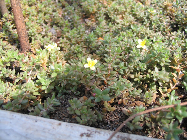 Portulaca Quadrifida | Project Noah