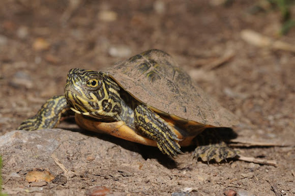 Eastern river cooter (hatchling) | Project Noah