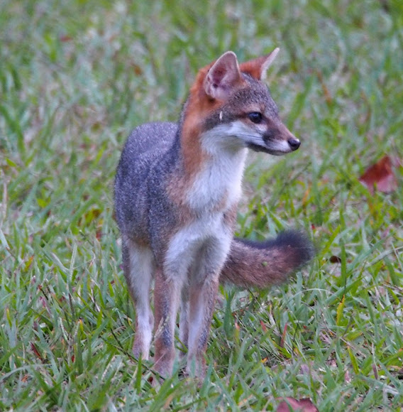 Gray fox | Project Noah