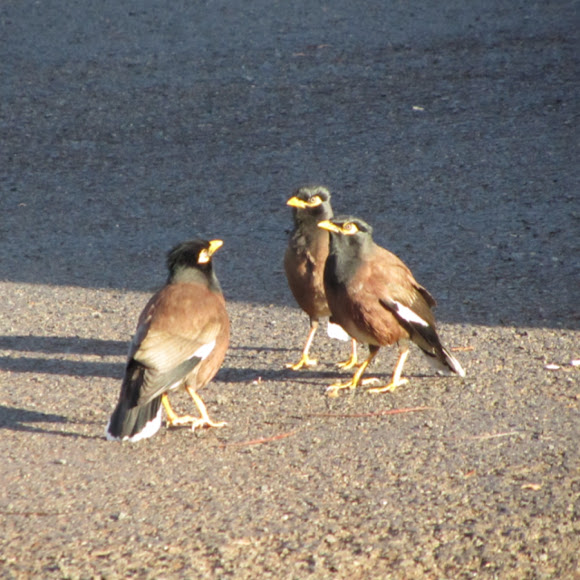Common Myna | Project Noah