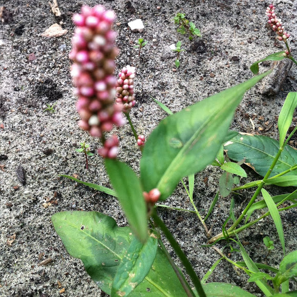 Perzikkruid | Project Noah