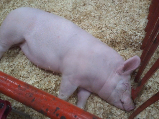 Bringing Home the Bacon: The Glamorous Life of a Show Pig