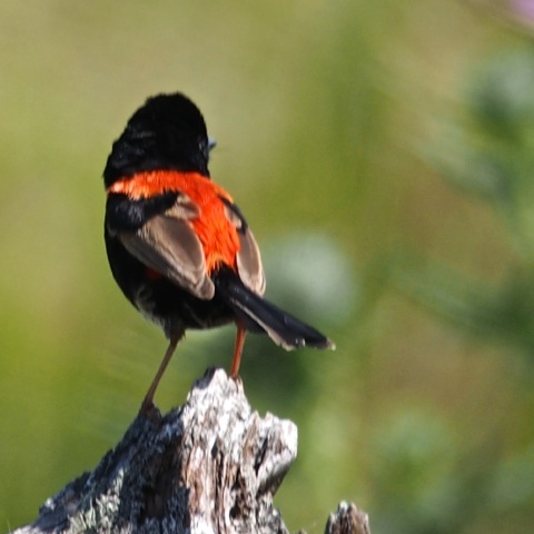 Red-backed Fairy-wren (male) | Project Noah