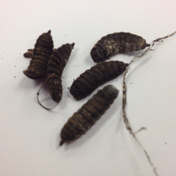 Black soldier fly pupae | Project Noah