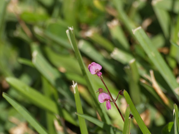 Unknown plant | Project Noah