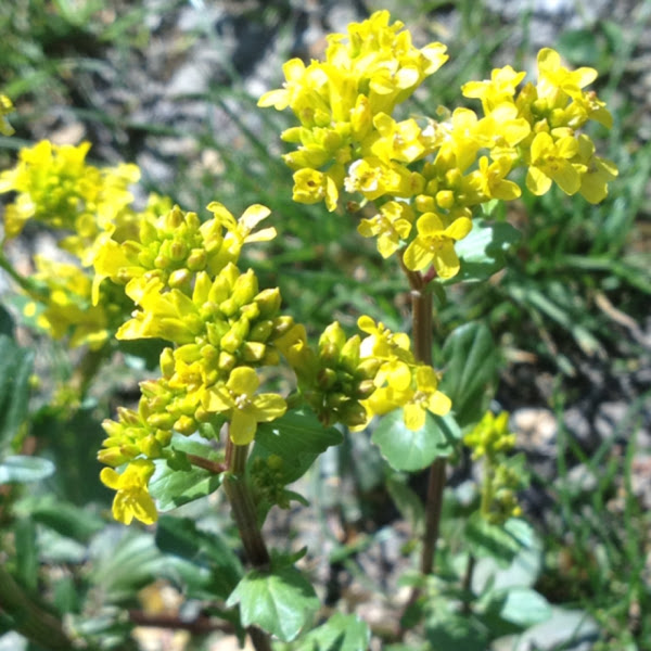 American yellow rocket | Project Noah