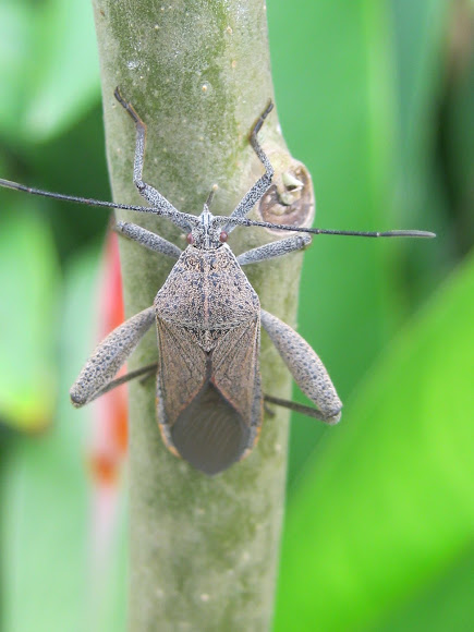 Sweet Potato Bug | Project Noah