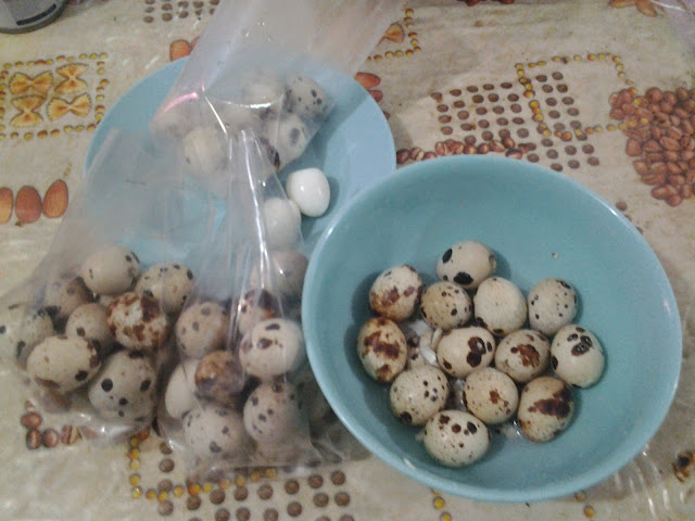 Telur burung puyuh | ams.com