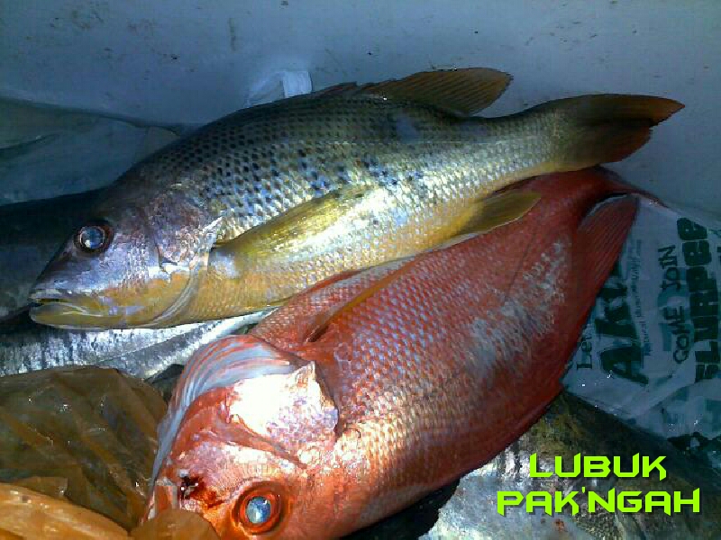 LUBUK PAKNGAH: Jenahak boya putih