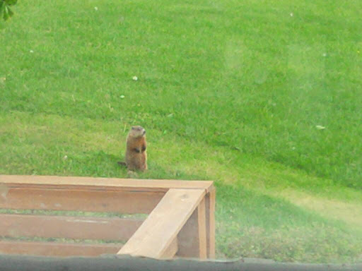 Happy Challenge: bibbles is back