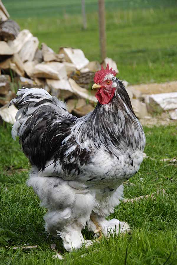 Jocks SEO: Coq nu, post 36