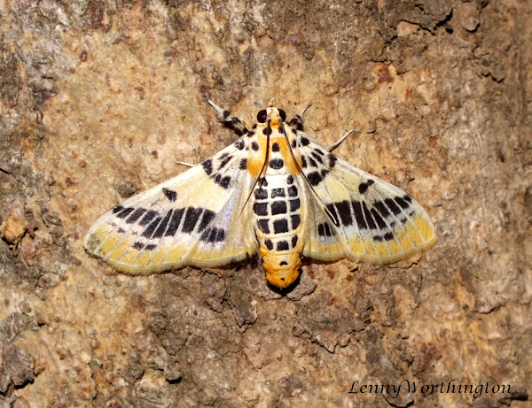 Crambidae Moth | Project Noah