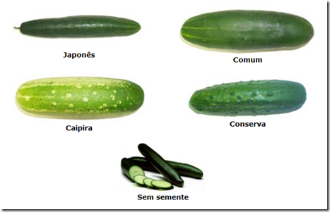 Produção de Pepino em Ambiente Protegido - UFV: Origem e cultivares