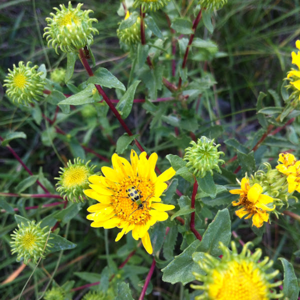 Gumweed | Project Noah
