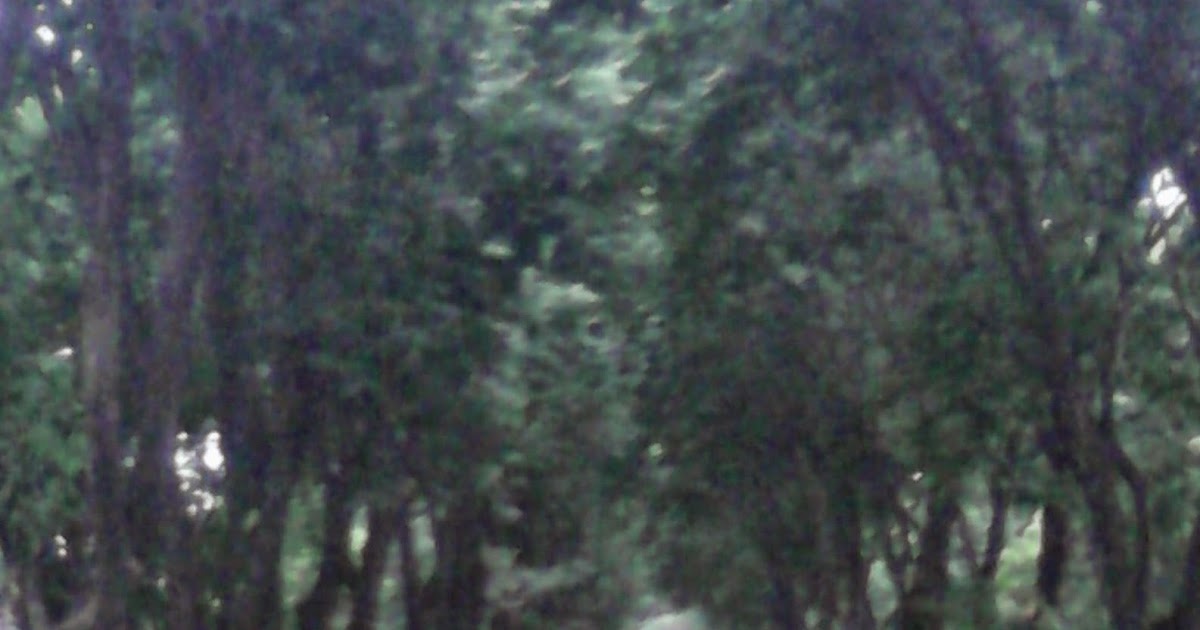 Sisi Lain Kawasan Industri SIER ( Surabaya Industrial Estate Rungkut ...