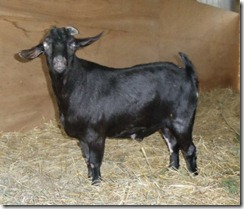 Kinder Goats - Kinder Goat Breeders Association