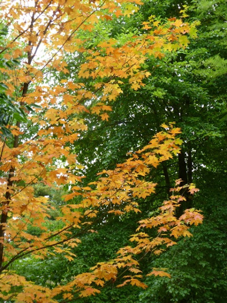 Silver Maple | Project Noah