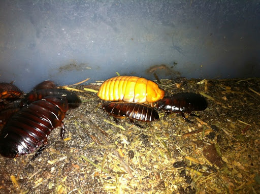 Giant Burrowing (Macropanesthia rhinoceros) Cockroach journal: Big Al ...