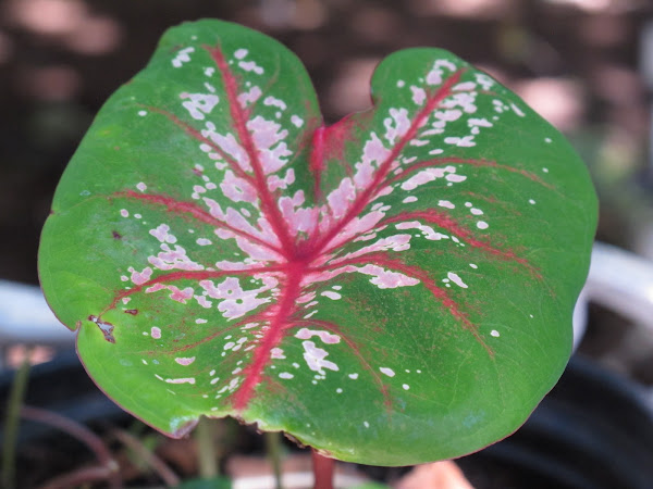 Elephant Ear | Project Noah