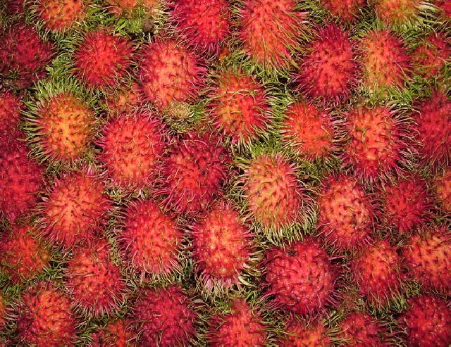 Bunga Teratai Ungu: Musim Buah Rambutan Di Kebun