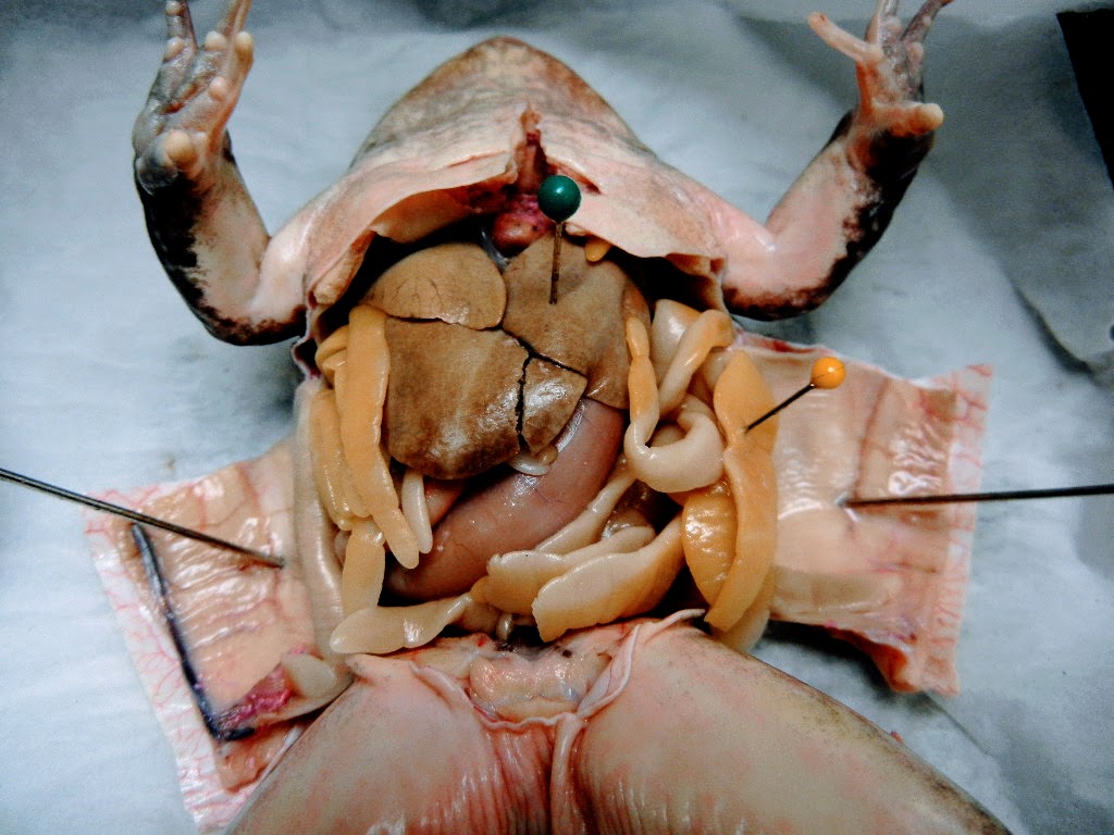 Frog Liver