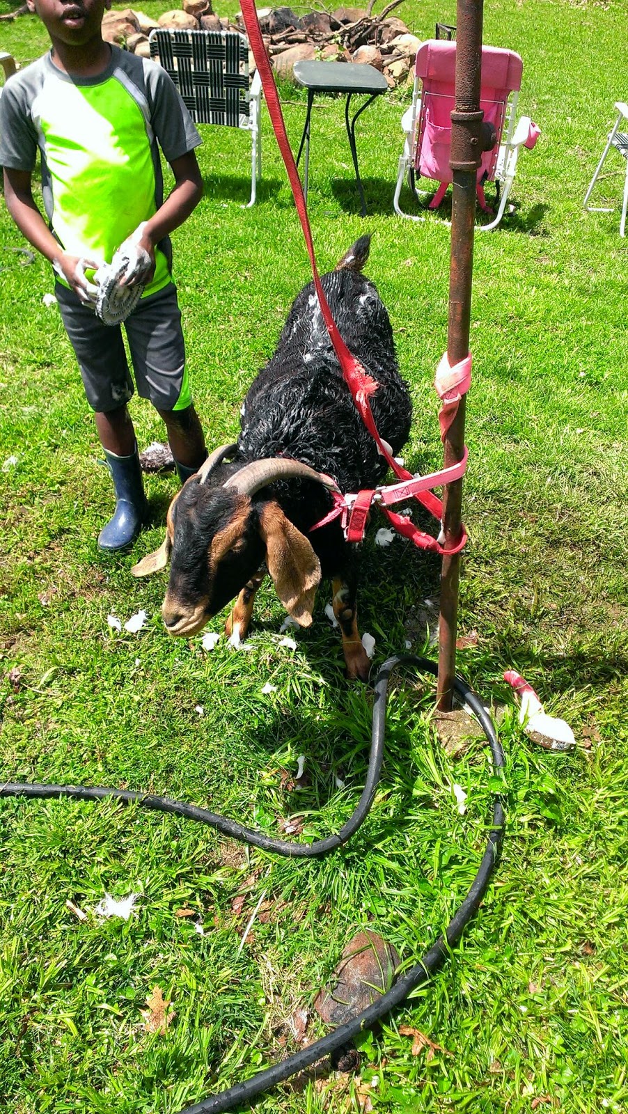Our Journey: Goat Bathing