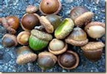 Native American Recipes: Acorns: A Major North American Native Food