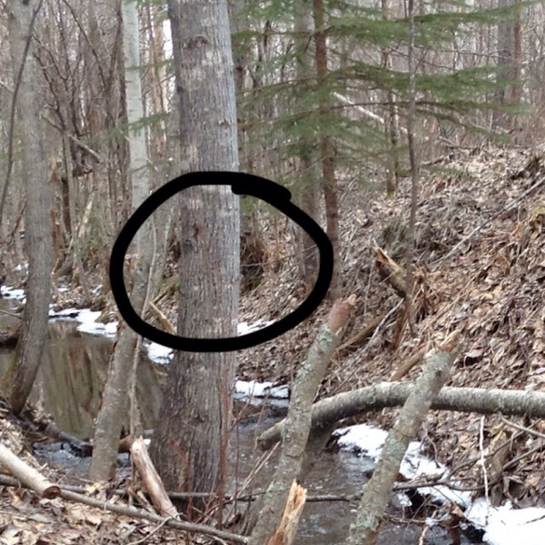 Grizzly Bear | Project Noah