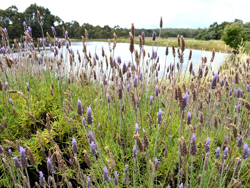 My J Babies: Family Holiday In Perth: Cape Lavender