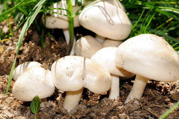 St. George's mushroom; Seta de San Jorge | Project Noah