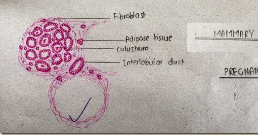 Histology Slides Database: Mammary Gland in pregnancy high resolution ...