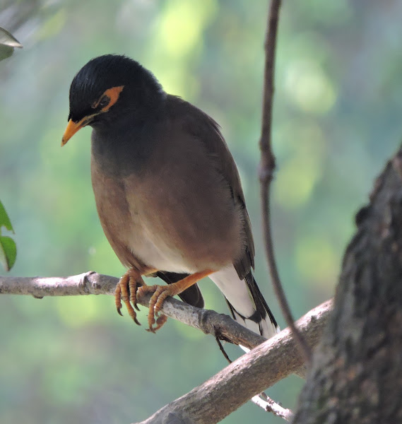 Common Myna | Project Noah