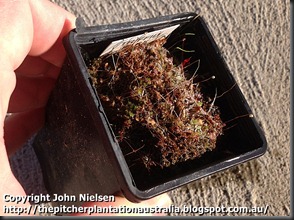 The Pitcher Plantation, Australia: Frozen sundews (with compliments to ...