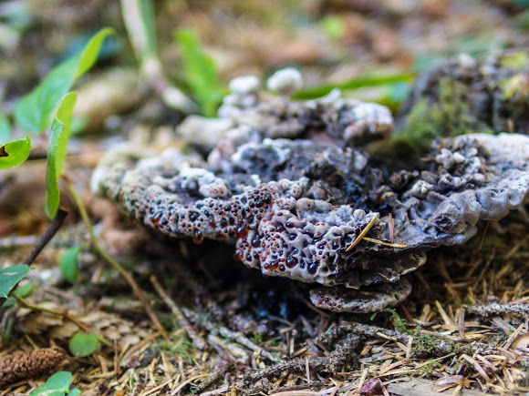 Bleeding Tooth Fungus | Project Noah