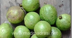 Home grown Guavas are not for Bats