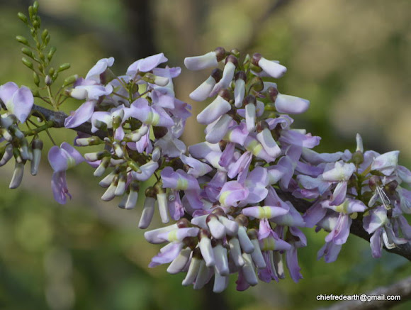 ശീമക്കൊന്ന, சீமை அகத்தி, Mexican Lilac, Mother of Cocoa, Quickstick ...
