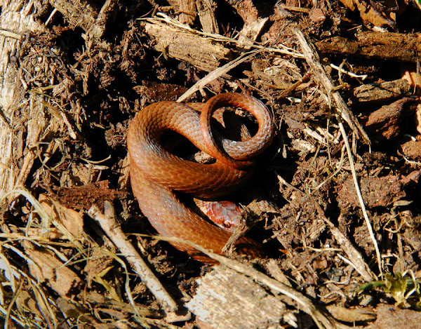 Northern Red-bellied Snake | Project Noah