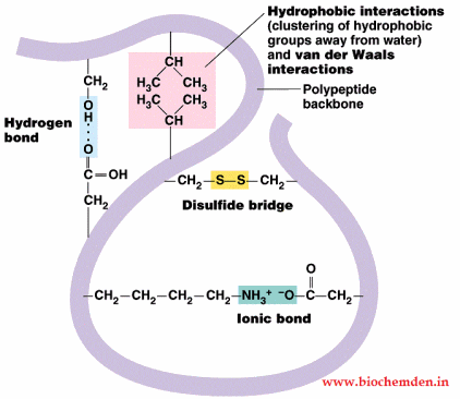 What are the Stabilizing bonds Involved in Proteins