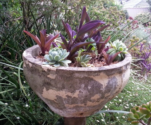 Potted colour