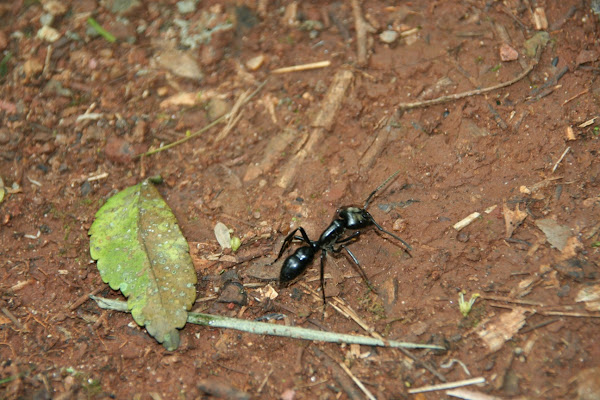 Tiger Ant | Project Noah